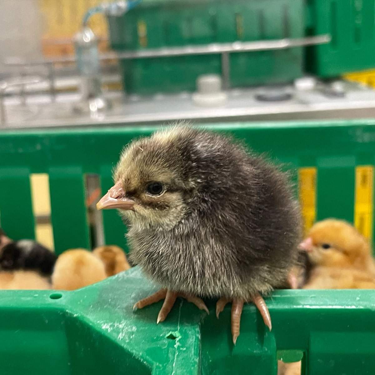 Pui de o zi I Rodnic.eu