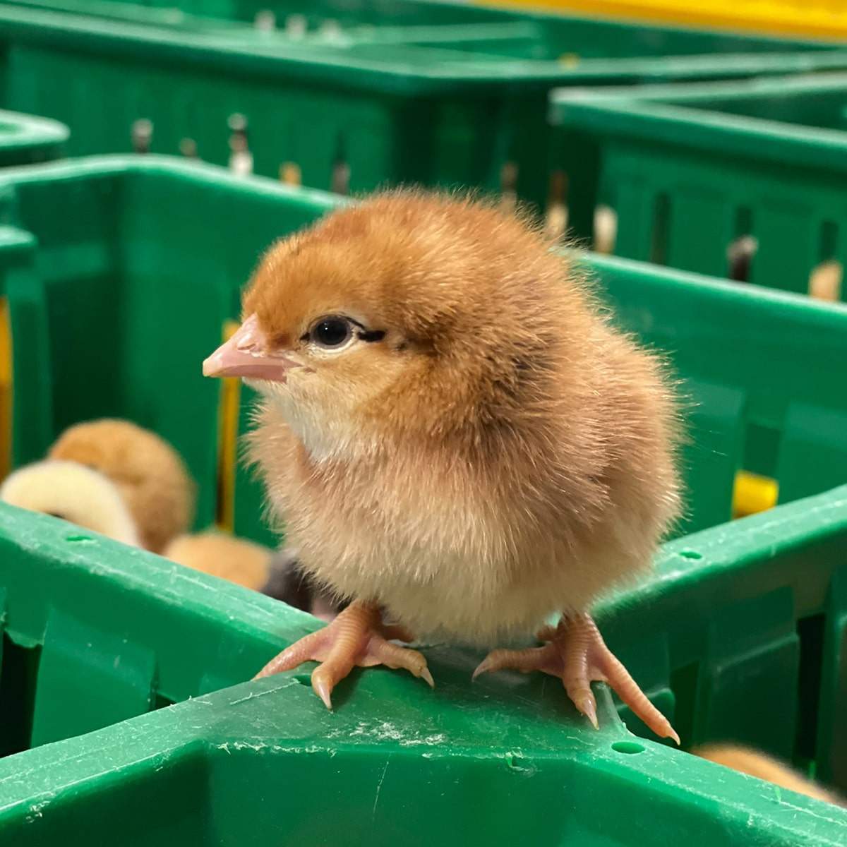 Pui de o zi I Rodnic.eu