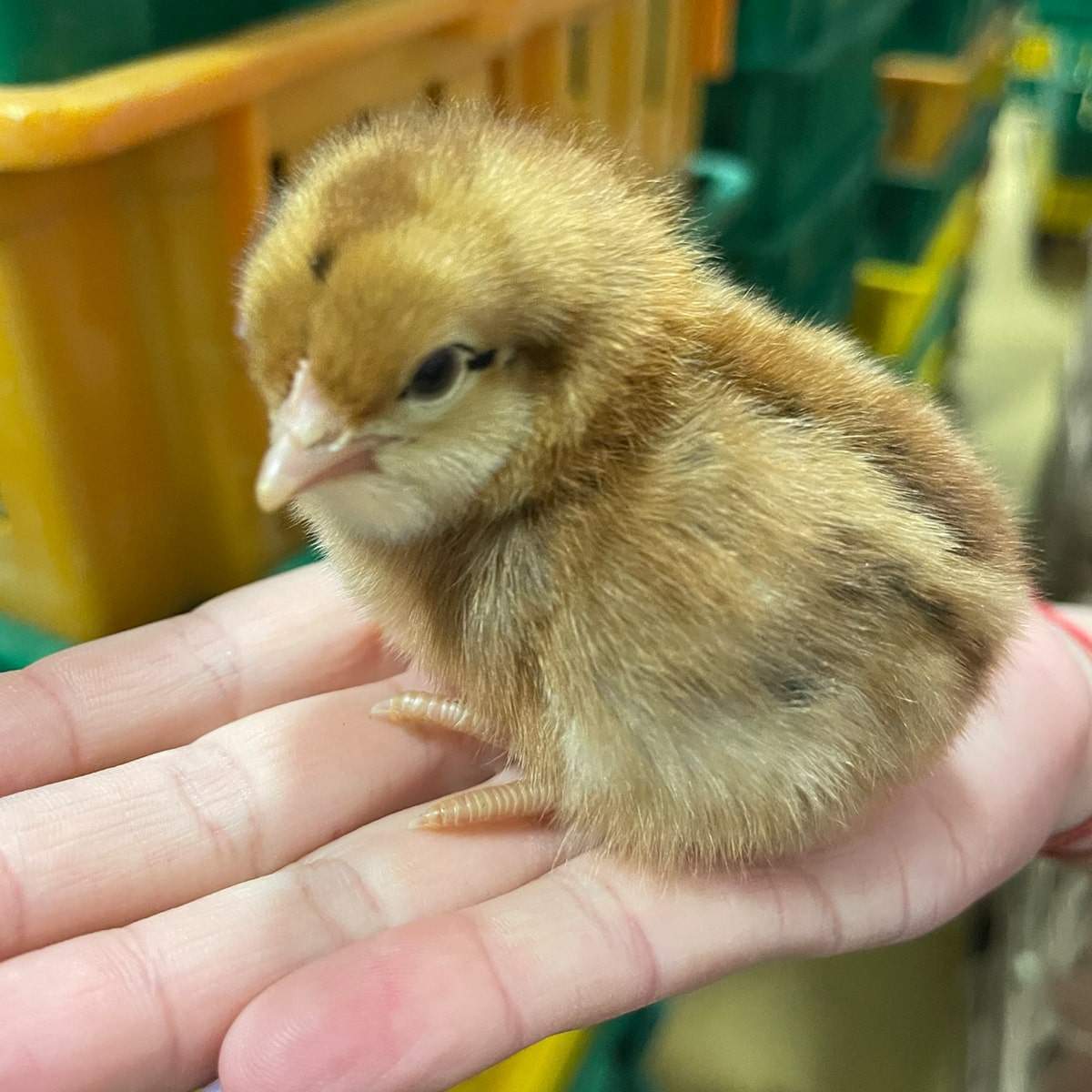 Pui de o zi I Rodnic.eu